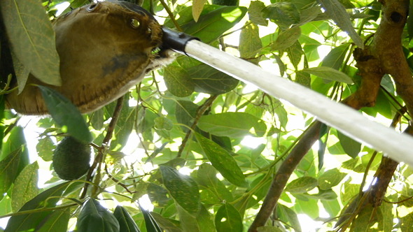 Picking Avocados with Pole, Stock Footage | VideoHive