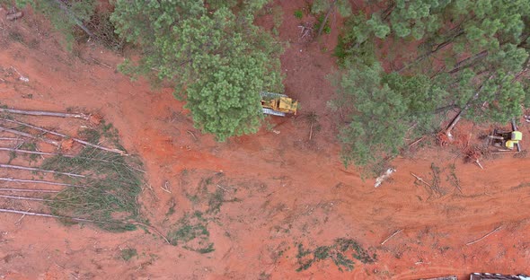 Deforestation Dozer During Preparation of a Construction Site in the ...