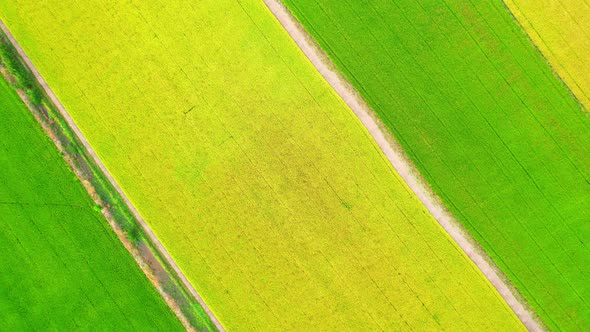 The sapling of the green rice plant. Video of fresh spring rice field ...