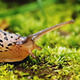 Slug, Stock Footage | VideoHive