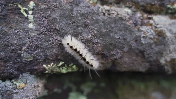 Fuzzy caterpillar crawling on mossy rock up close macro, Stock Footage