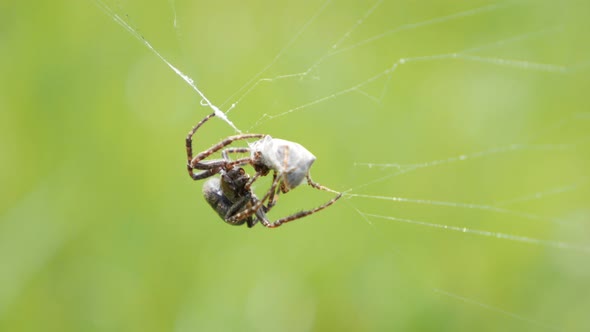 Entraped insect pray being rolled in silky web by spider 4K 2160p 30fps ...