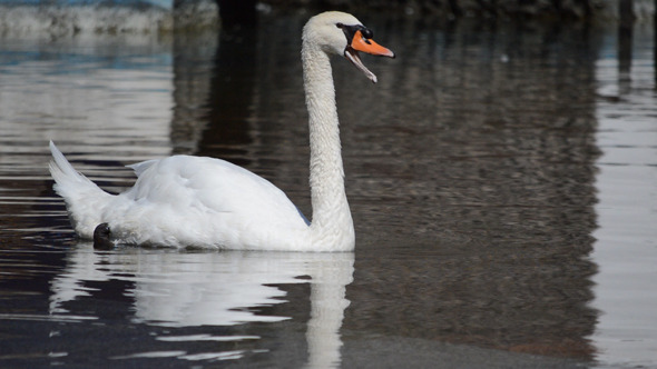 Swan Opens His Mouth and Swims Away, Stock Footage | VideoHive