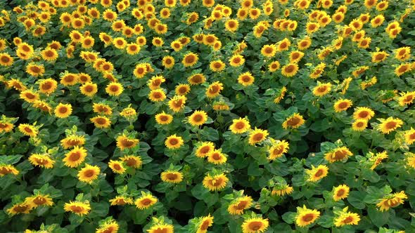 Aerial Flying Raises Up Over Endless Blooming Sunflower Field At Summer ...