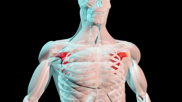 Subscapularis Muscles Anatomical Position On Human Body, Motion Graphics