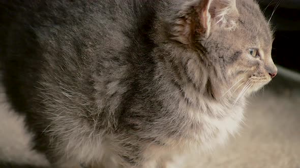 Cute baby silver cat standing on the floor in the garage while having a ...