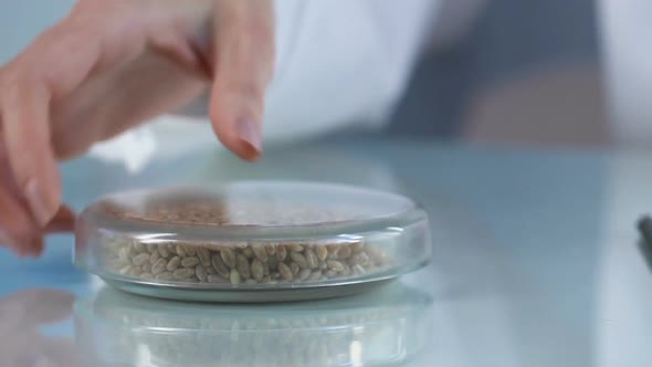 Scientist Examining Testing Sample of Wheat Grains, Breeding New ...