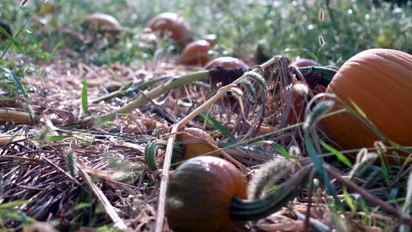 Closeup dolly motion to the right of a large sized, sweating pumpkin ...