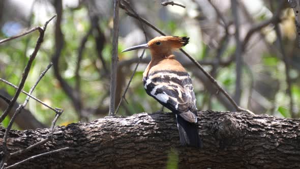 Hop bird in a tree at Parque Nacional do Iona, Stock Footage | VideoHive