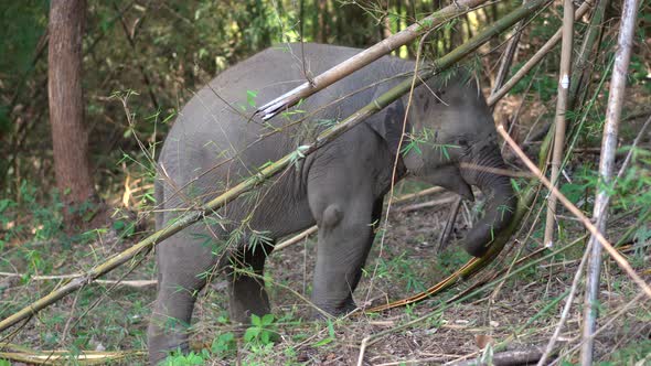 Baby Elephant Breaking a Bamboo Tree, Stock Footage | VideoHive