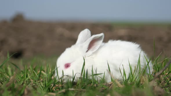 beautiful white rabbit concept Easter, Stock Footage | VideoHive