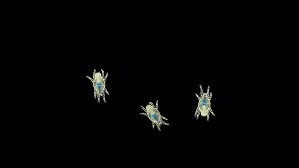 Acari (Mite) of the Family Tydeidae Under a Microscope, Order ...