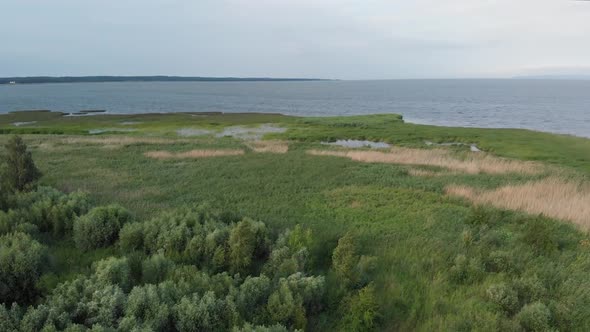 The shore of the Vistula Lagoon covered with rushes., Stock Footage