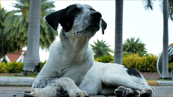 Dog Resting, Stock Footage | VideoHive