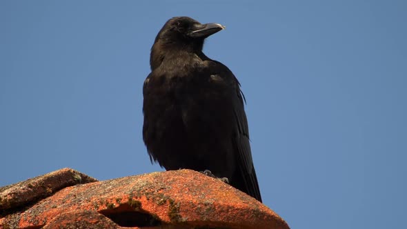 Close up static shot of crow perched grooming itself against blue sky ...