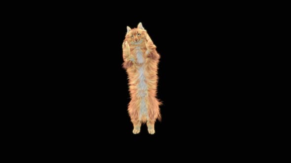 Cat Cheering HD, Motion Graphics | VideoHive