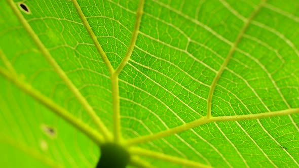 Green Leaf In Nature, Stock Footage | VideoHive