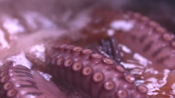 Octopus Boiling 2, Stock Footage | VideoHive