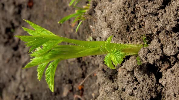 Green Raspberry Sprouts Grow Out of Garden Ground Close, Stock Footage