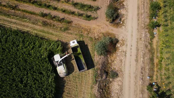 Harvesting Corn Grown in Farmer's Field, Stock Footage | VideoHive