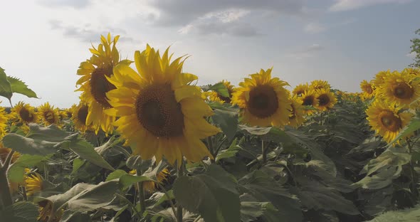 Sunflowers blowing in the wind, Stock Footage | VideoHive