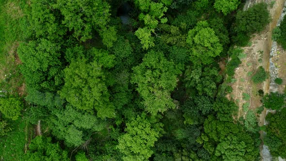 Aerial View Green Forest Trees and Rock, Stock Footage | VideoHive
