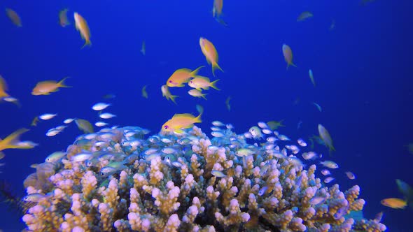 Tropical Blue Green Chromis Fish, Stock Footage | VideoHive
