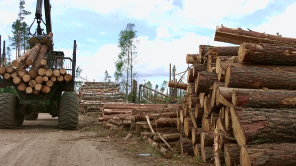 Heavy Lifting Crane Loading Cut Wooden Logs. Loading of Timber. Loader ...