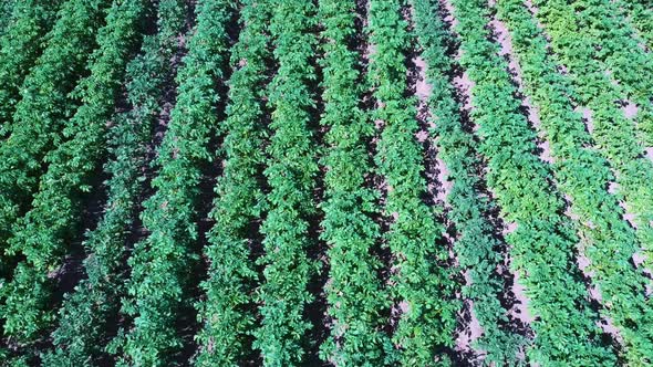 Potato Field Aerial View. Rows of Potatoes in a Field Aerial, Stock Footage