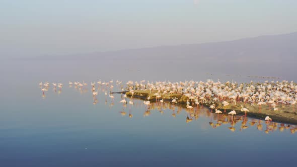 Flying Drone Over Burning Flamingos Standing, Stock Footage | VideoHive
