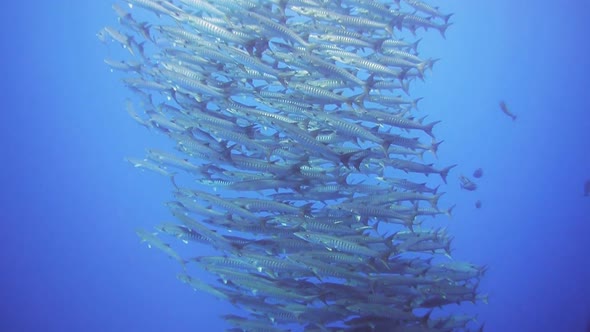 school of barracuda swim in a vortex shape at a coral reef, Stock Footage