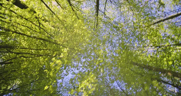 Gimbal Tilted-Upward Shot of Beautiful Tall Trees and Blue Sky in the ...