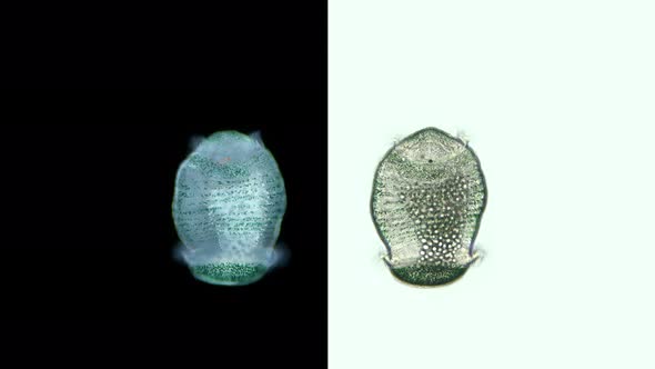 Polychaeta Larva Worm Capitellidae Family Under a Microscope, Stock Footage