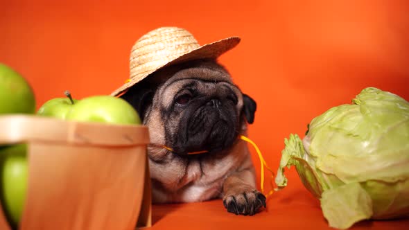 Close up of tired cute pug with green apples and vegetables on orange ...