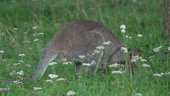 Bennett's Tree-kangaroo Eats Grass. Dendrolagus Bennettianus Grazing in ...