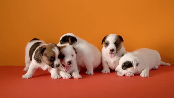 Cute Puppies Play at Studio, Stock Footage | VideoHive
