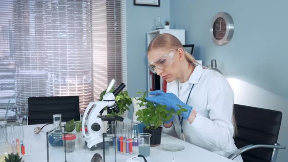 In Modern Lab Research Scientist Examining the Plant in Pot with ...