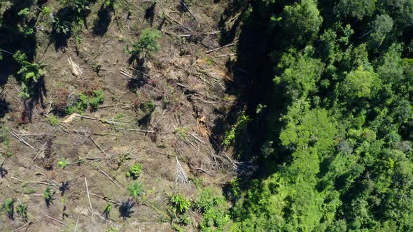 Aerial view over the separation line between deforestation and tropical ...