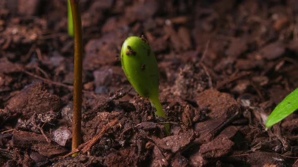Apple tree seedling sprouting from the earth, Stock Footage | VideoHive