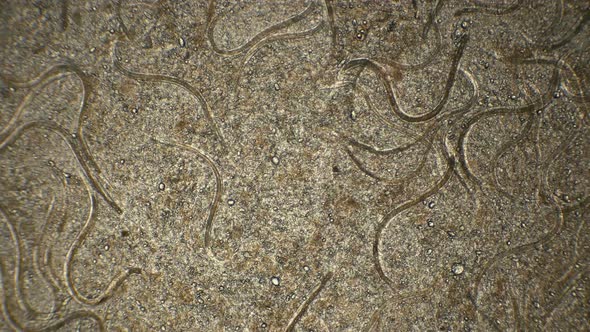 Nematode Worm Colony, Stock Footage | VideoHive