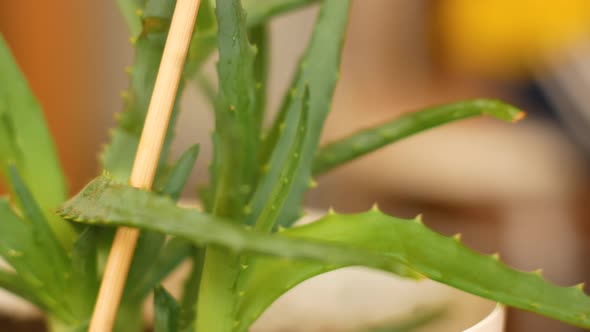 Close-up collection of leaf stems of aloe vera plant at home., Stock ...