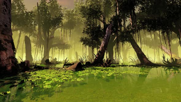 Tropical Swamp And Plants, Motion Graphics | VideoHive