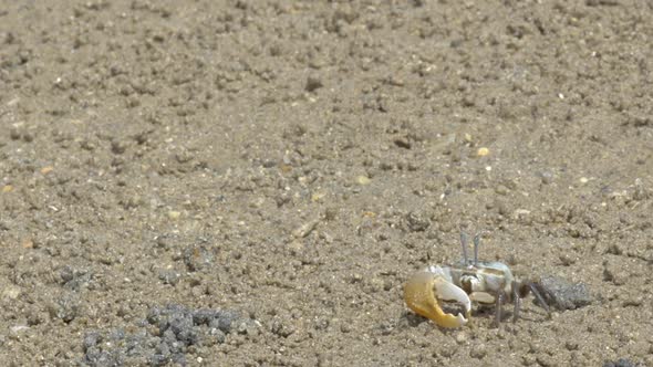 Fighting Crabs, Stock Footage | VideoHive