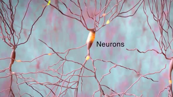 Neurons With Amyloid Plaques, Animation, Motion Graphics | VideoHive