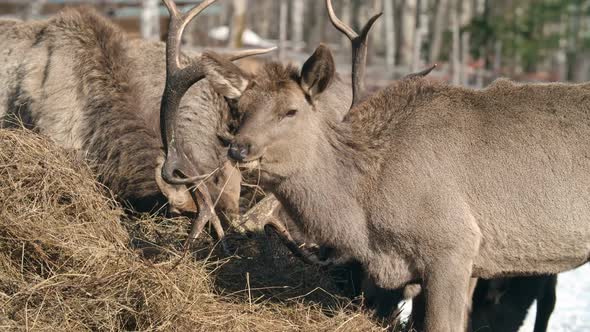 Winter Feeding of Deer, Stock Footage | VideoHive