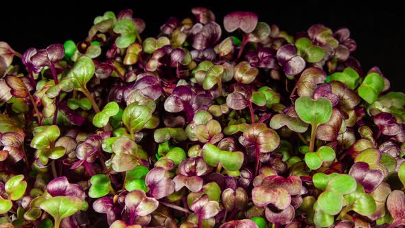 Radish Sango Microgreens Moving Seedling in Timelapse, Stock Footage