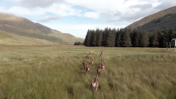 Male Mongoose Running In Mountains, Stock Footage | VideoHive