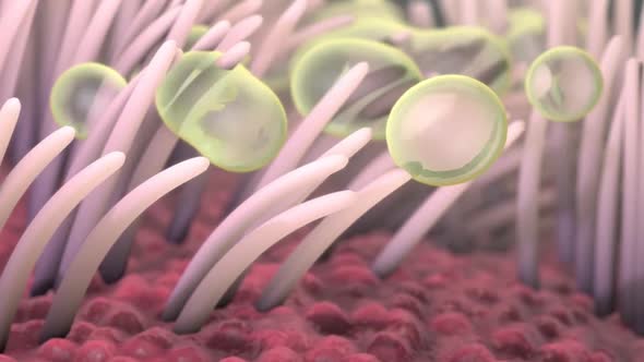 Mucus formation in human lungs, Motion Graphics | VideoHive