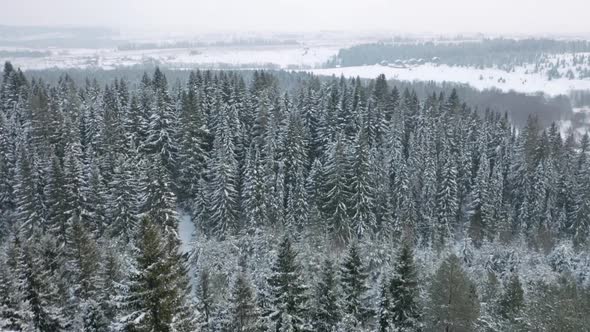 Aerial view of a winter frosty scenery with evergreen spruce tree ...