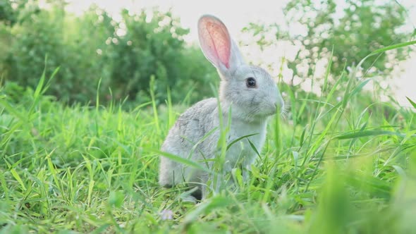 Cute Fluffy Light Gray Domestic Rabbit with Big Mustaches Ears Eats ...